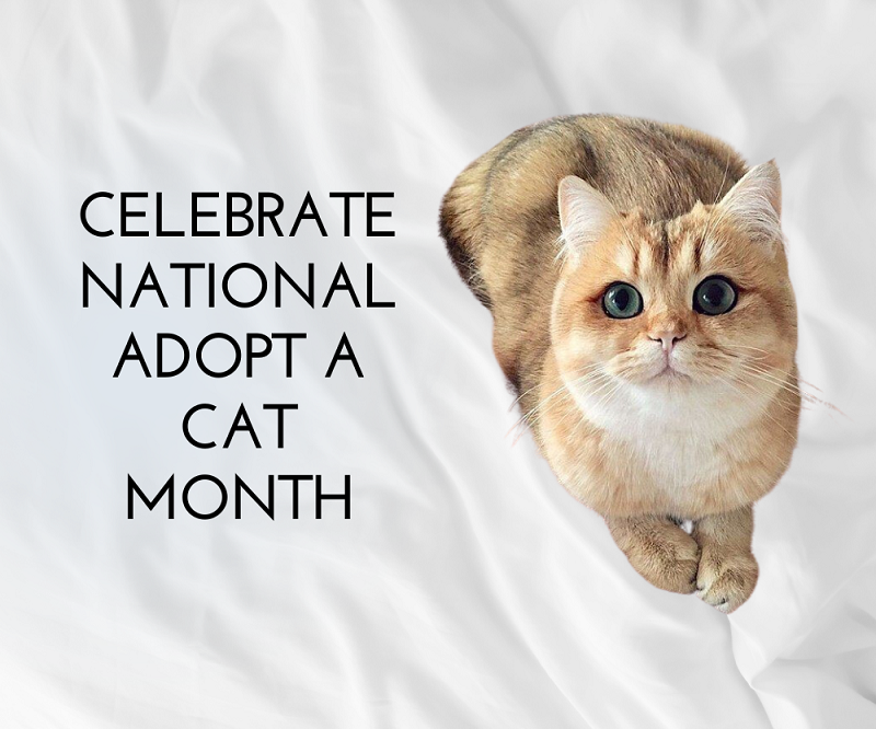 Celebrate National Adopt a Cat Month | Rock Knoll Animal Hospital