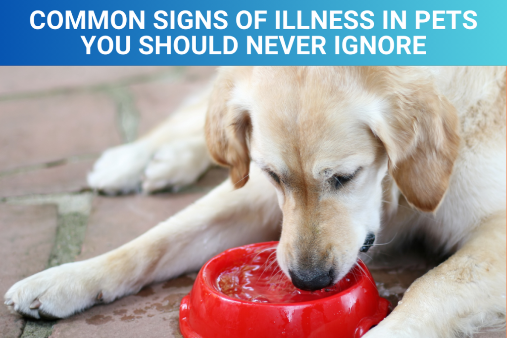 Common Signs of Illness in Pets You Should Never Ignore | Rock Knoll ...